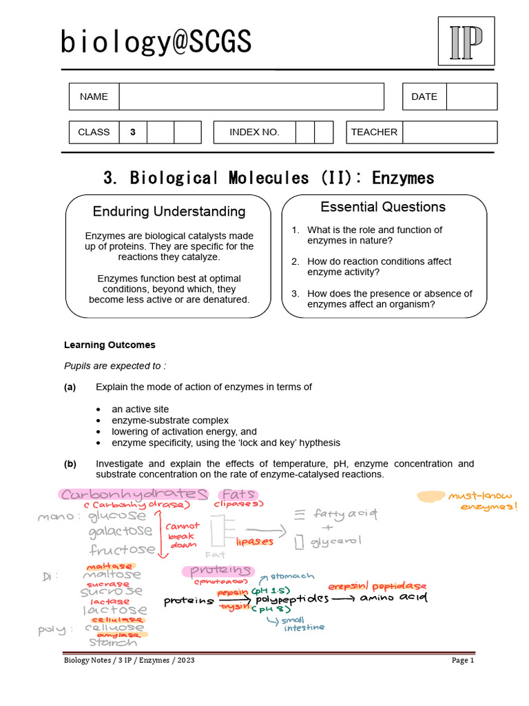 Enzymes Notes 3IP 2024 | PDF | Enzyme | Active Site