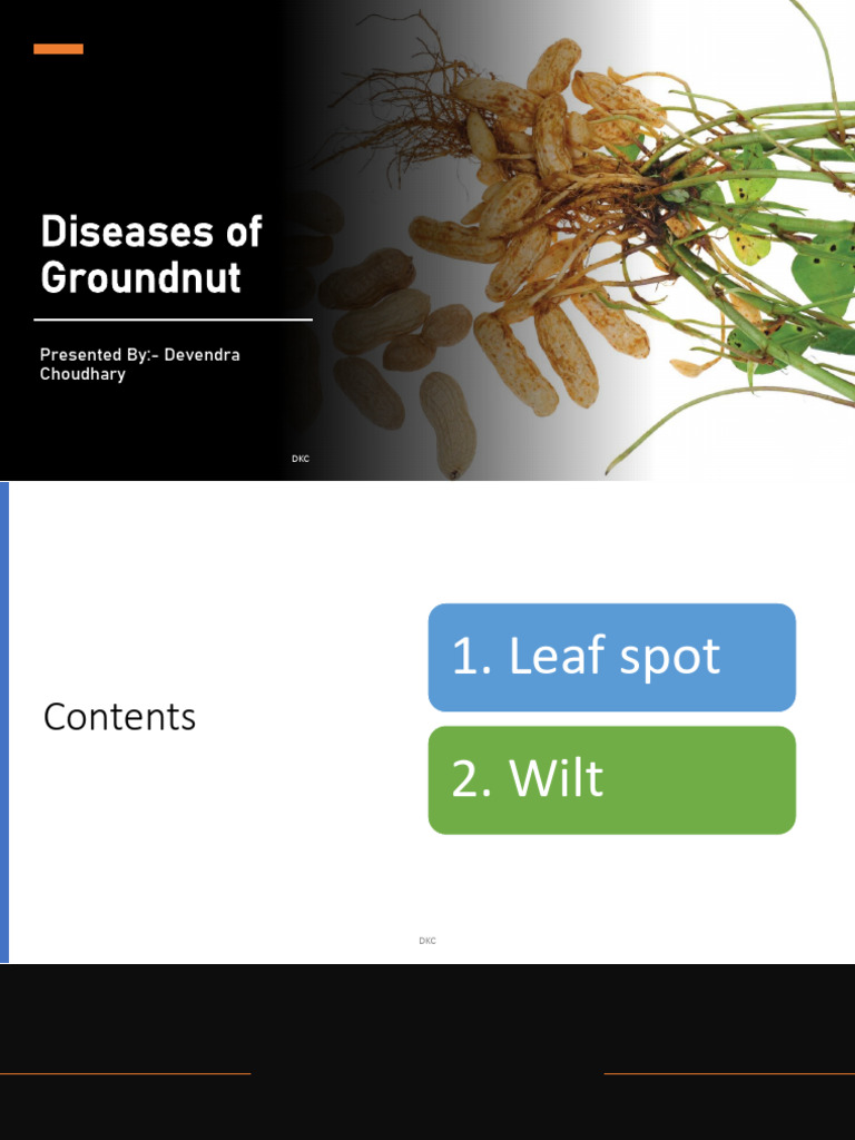 Groundnut Diseases | PDF | Leaf | Root