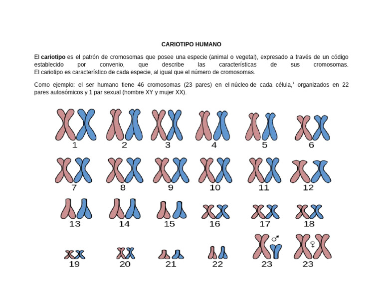 Cariotipo Humano 9° | PDF