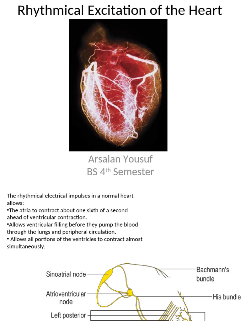 Rythmical Excitation of The Heart | PDF | Heart | Atrium (Heart)