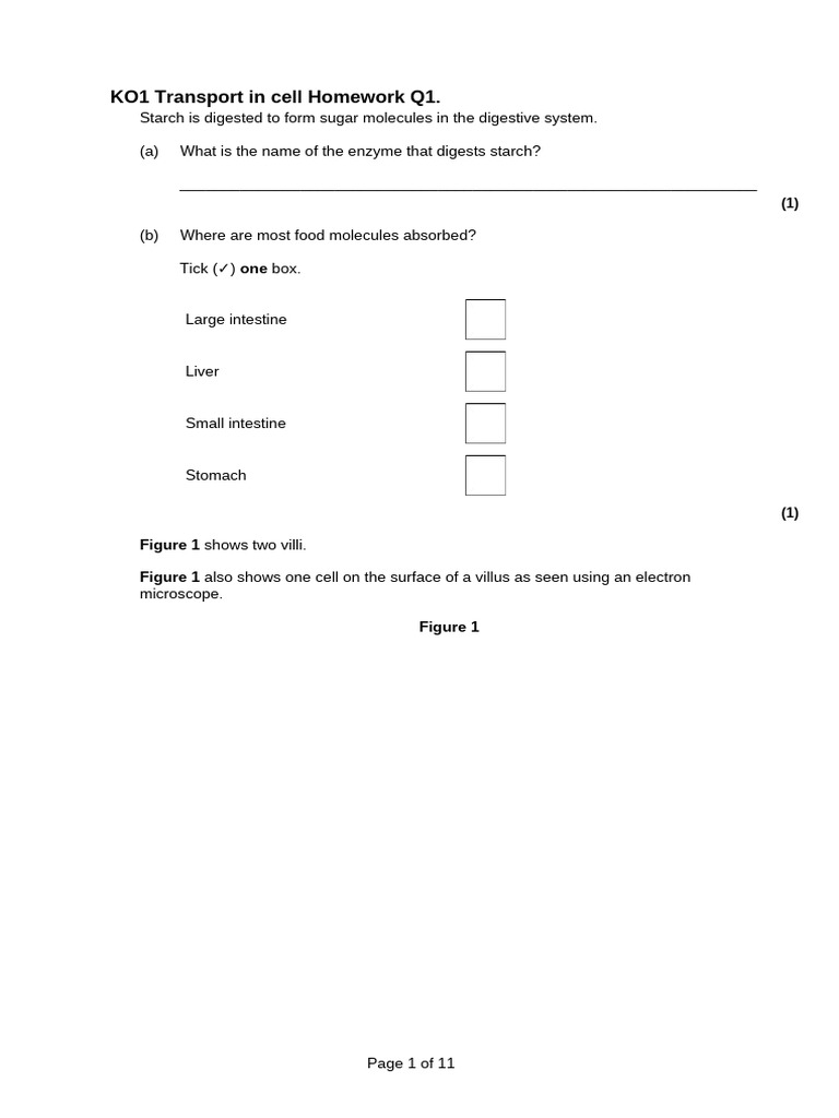 KO2 Transport in Cell Homework | PDF | Small Intestine