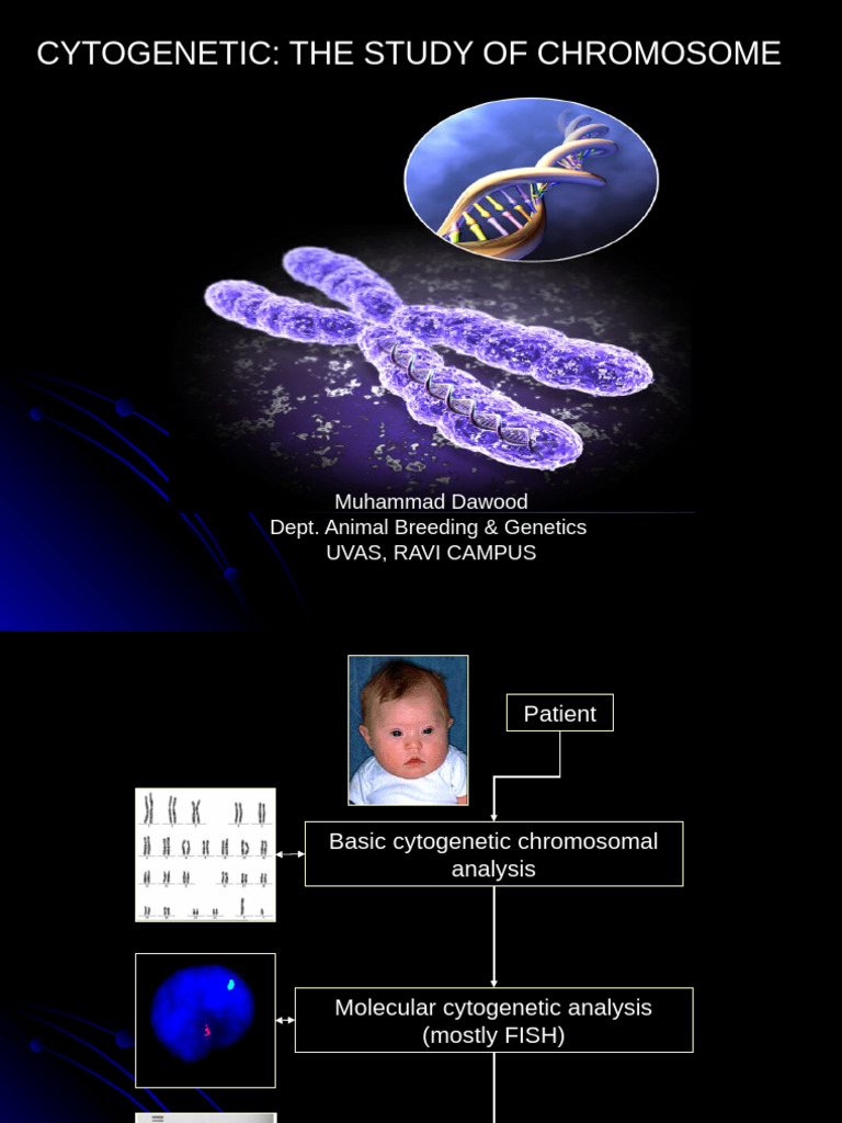Cytogenetics Presentation UVAS-DVM | PDF | Fluorescence In Situ ...