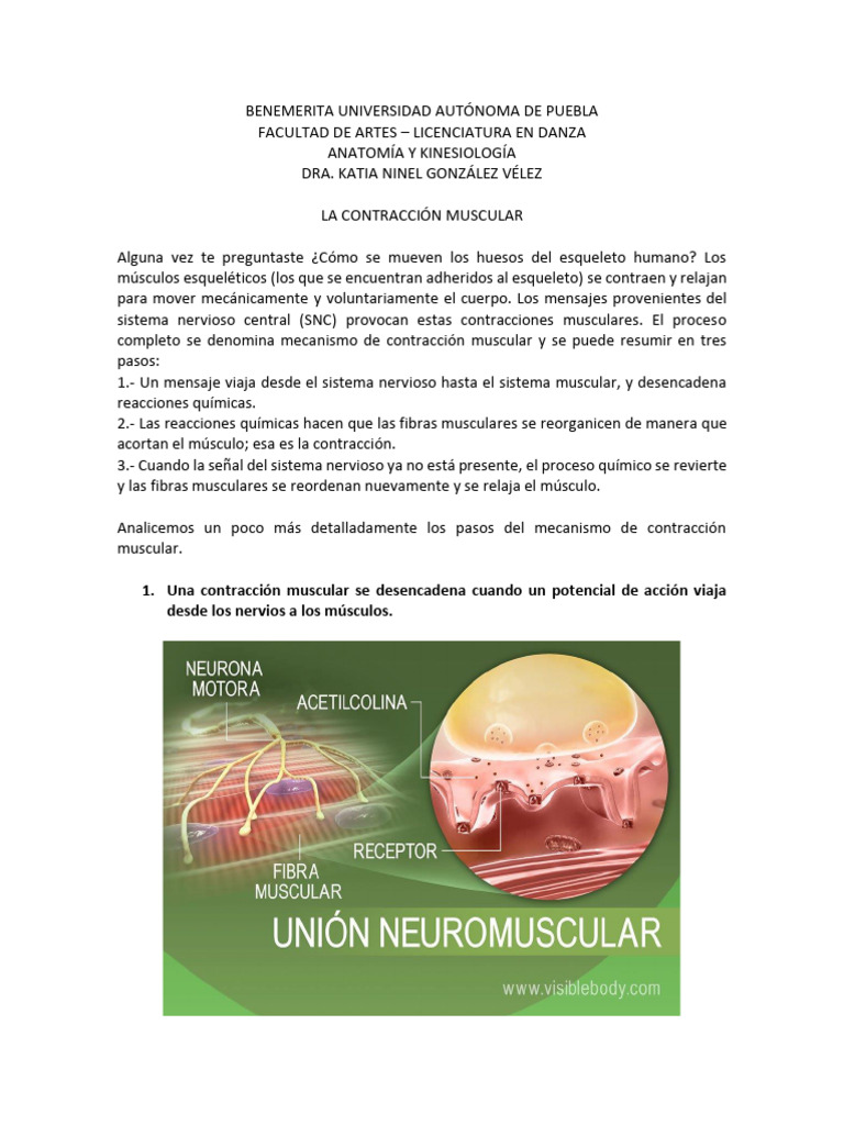 Mecanismo de Contracción Muscular | PDF | Músculo | Acetilcolina
