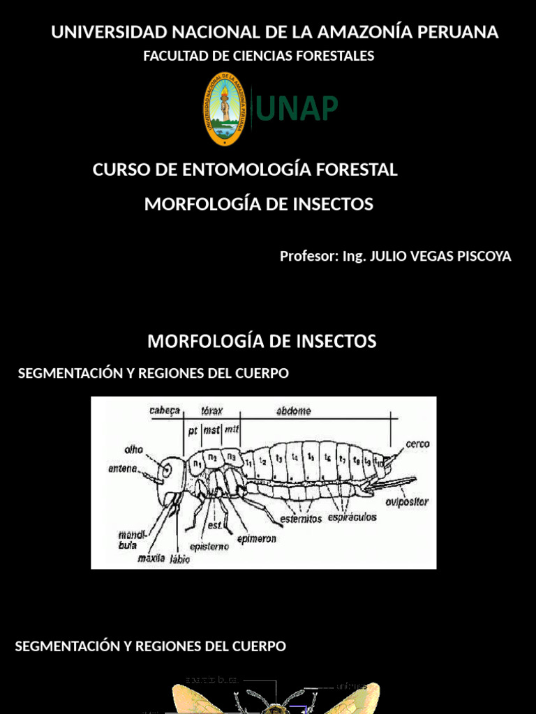 MORFOLOGIA DE LOS INSECTOS | PDF