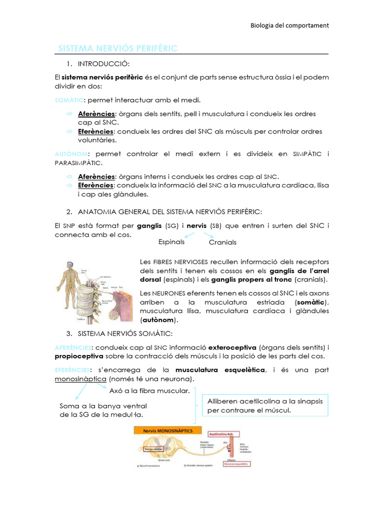 t6 Sistema Nerviós Perifèric | PDF