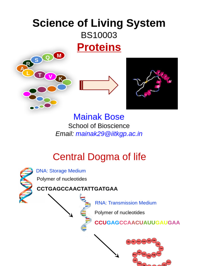 BS10003 Lecture3 Proteins (1) | PDF | Beta Sheet | Protein Structure