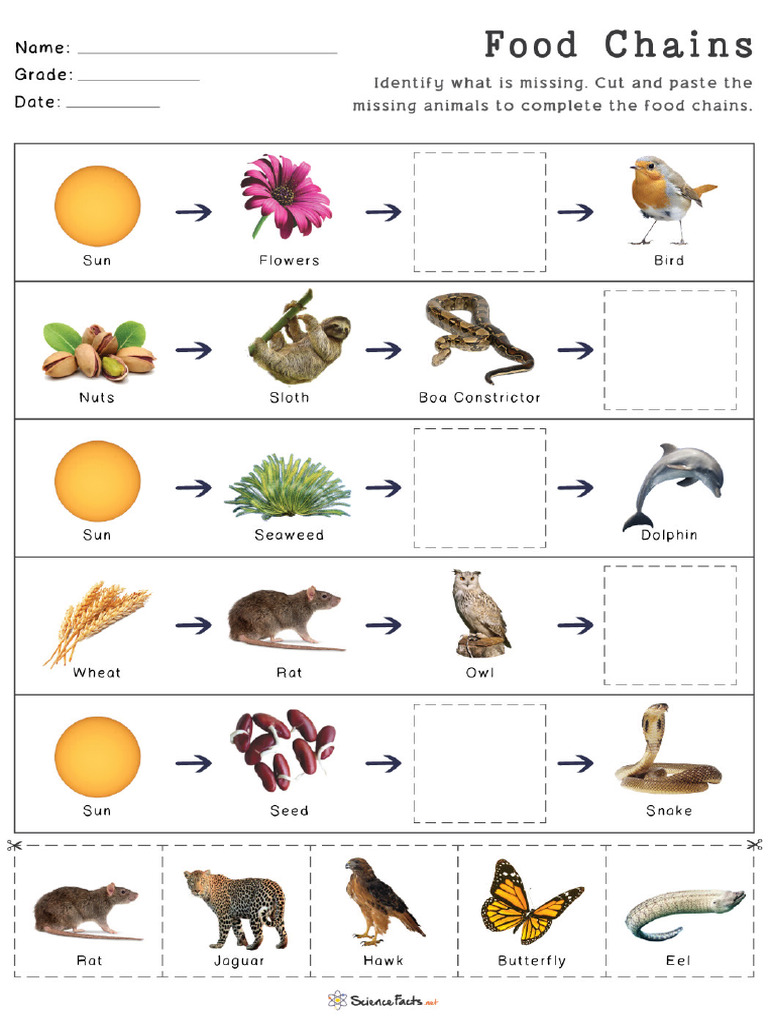 Free Food Chain Worksheets 4th Grade | PDF
