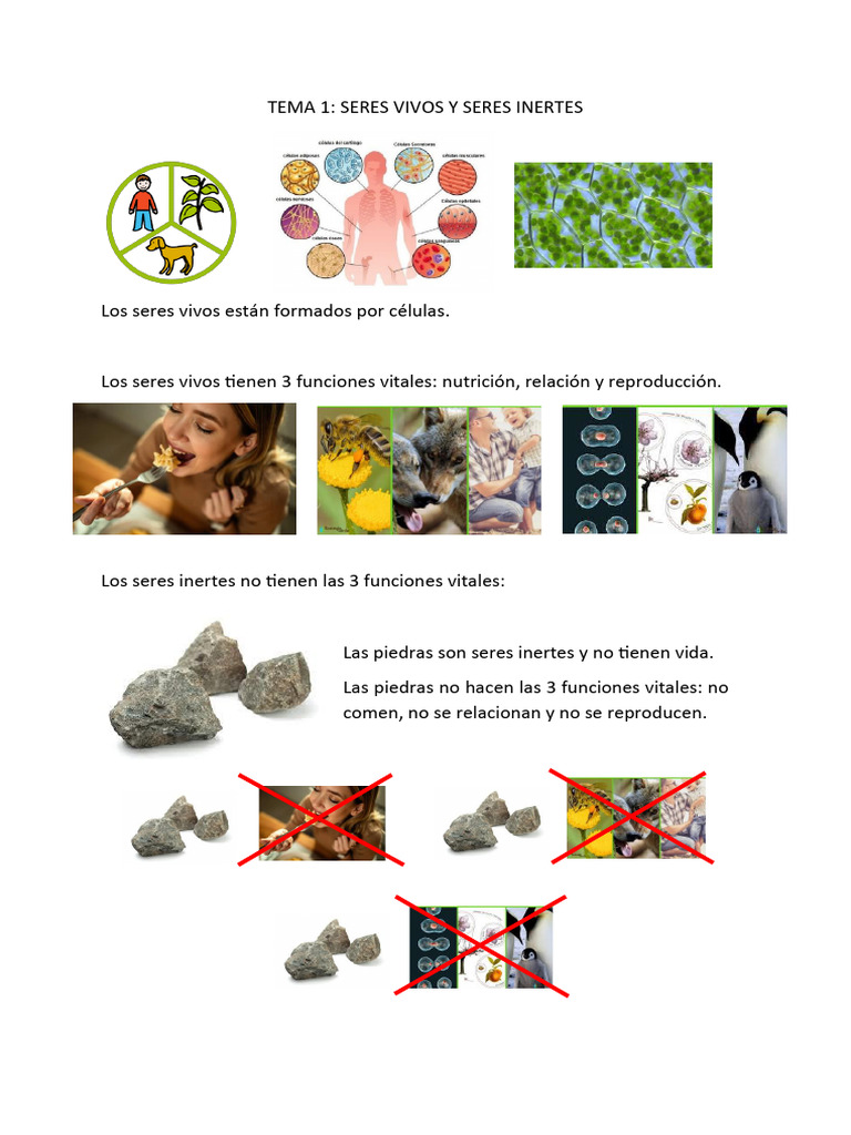 Tema 1 Seres Vivos e Inertes Adaptado Alumnado Con Tea | PDF