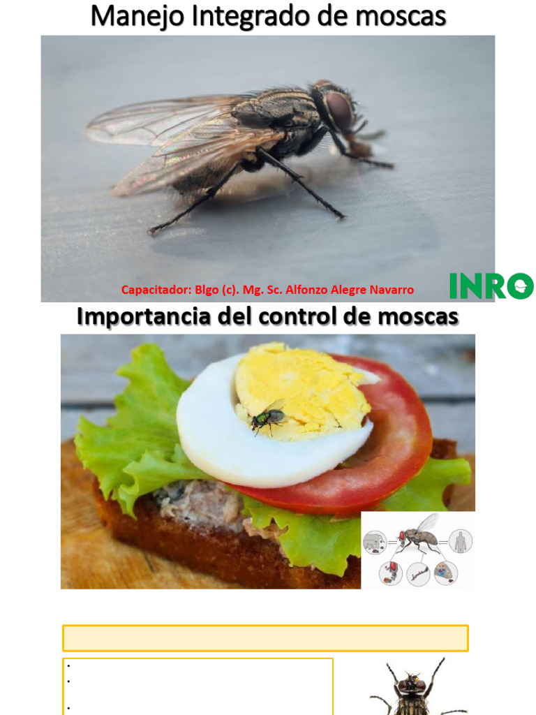 Tema 13. Manejo Integrado de Moscas | PDF | Mosca Tema 13. Manejo Integrado de Moscas | PDF | Mosca