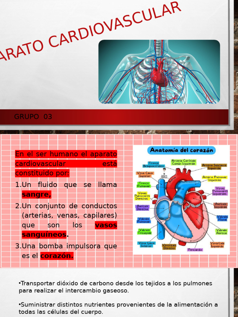 Estructura y Función del Aparato Cardiovascular | PDF | Sistema ...
