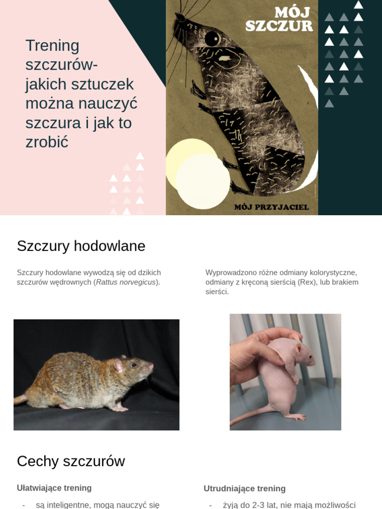 Rat Training | PDF