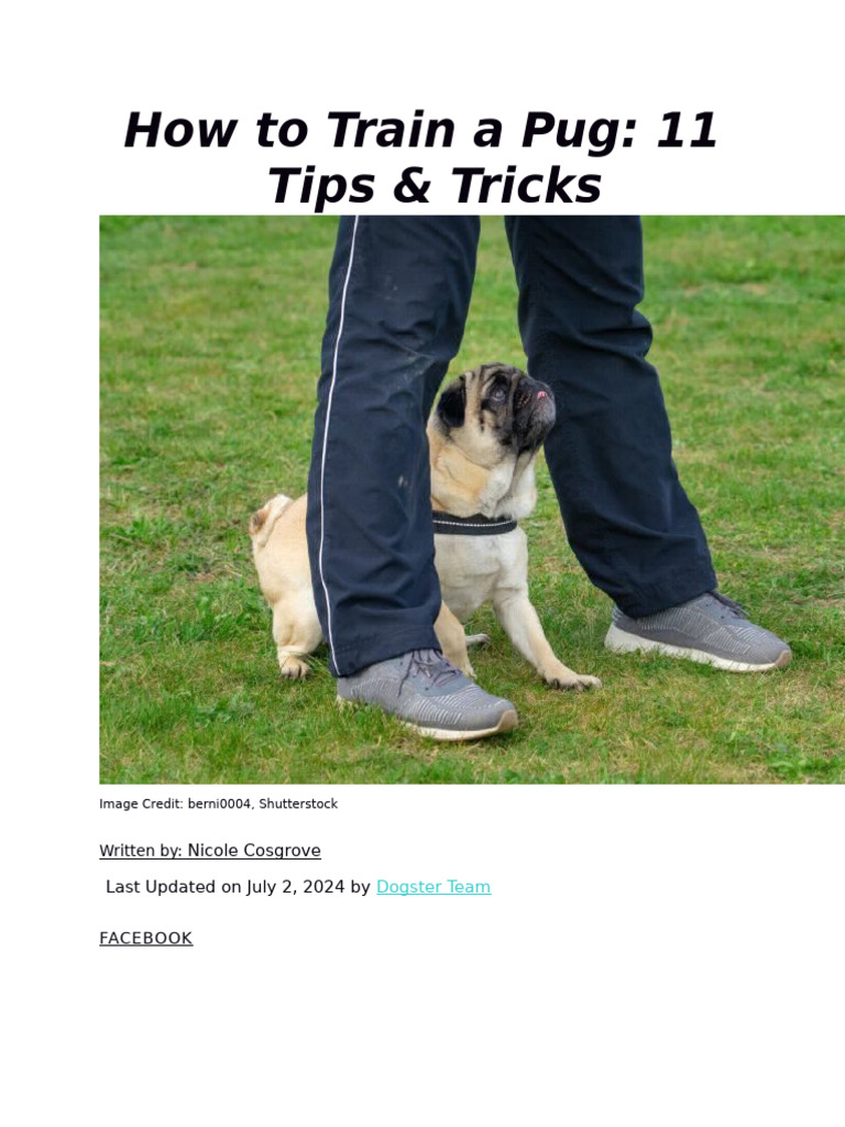 how to train a pug | PDF | Dog Training | Leash