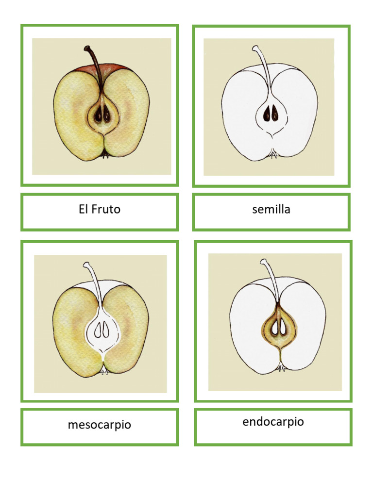 Partes del Fruto: Manzana y Semillas | PDF