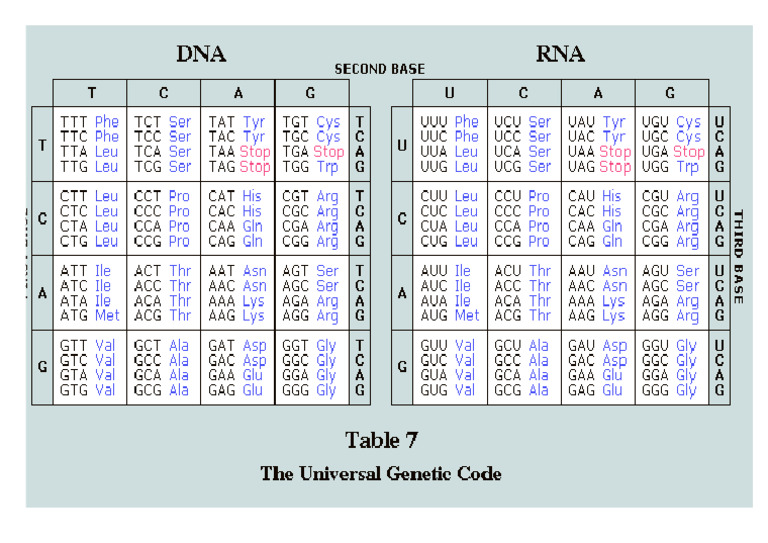 Genetic Code Table Pdf
