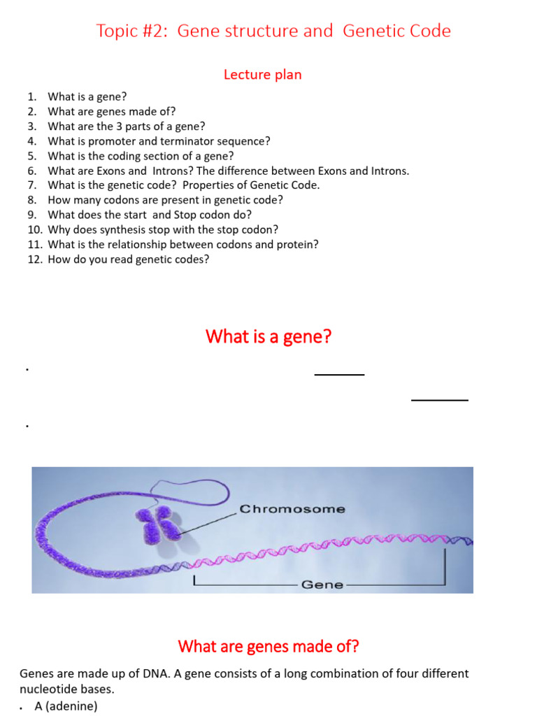 Lecture 2_ Gene Structure_Genetic Code | PDF | Genetic Code | Translation (Biology)