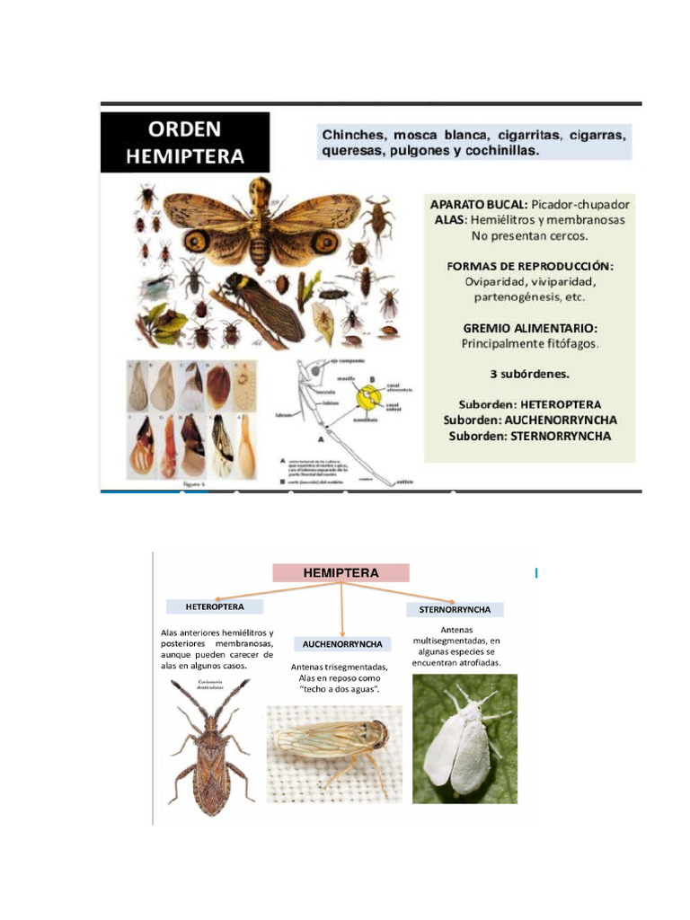 IMÁGENES DE 5 ÓRDENES DE INSECTOS | PDF