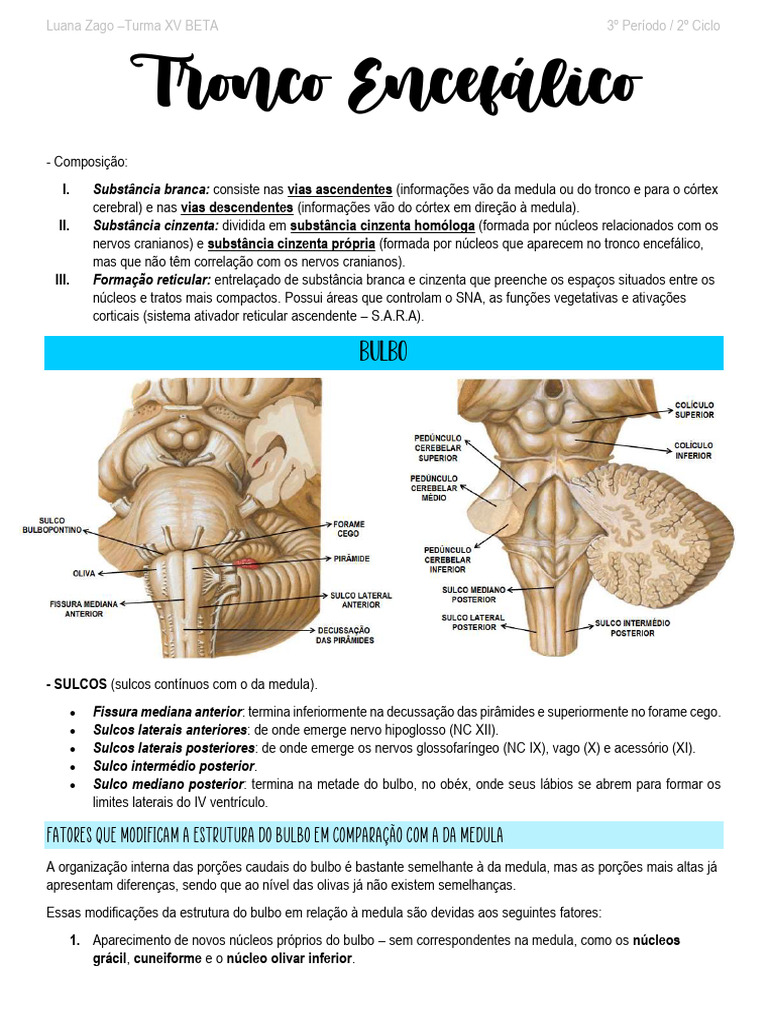 Tronco Encefálico | PDF | Medula espinhal | Cerebelo