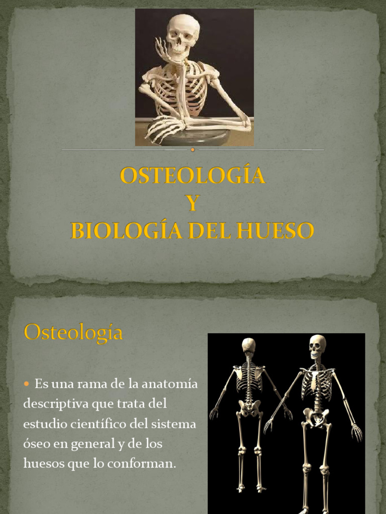 Osteología: Estructura y Clasificación Ósea | PDF | Hueso | Histología