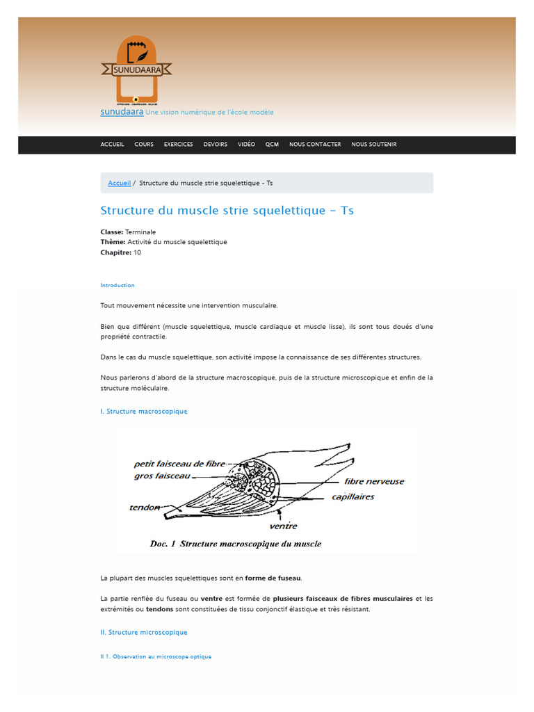 Structure Du Muscle Strie Squelettique - Ts Sunudaara | PDF | Muscle ...