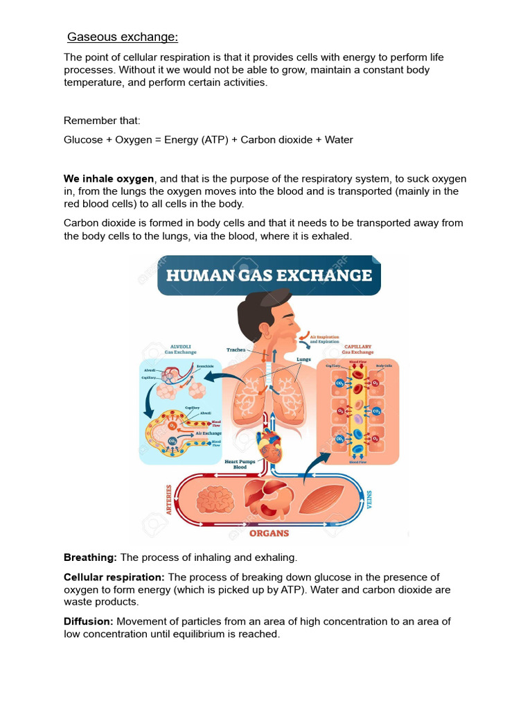 Gaseous Exchange and Respiration | PDF | Social Science | Foreign ...