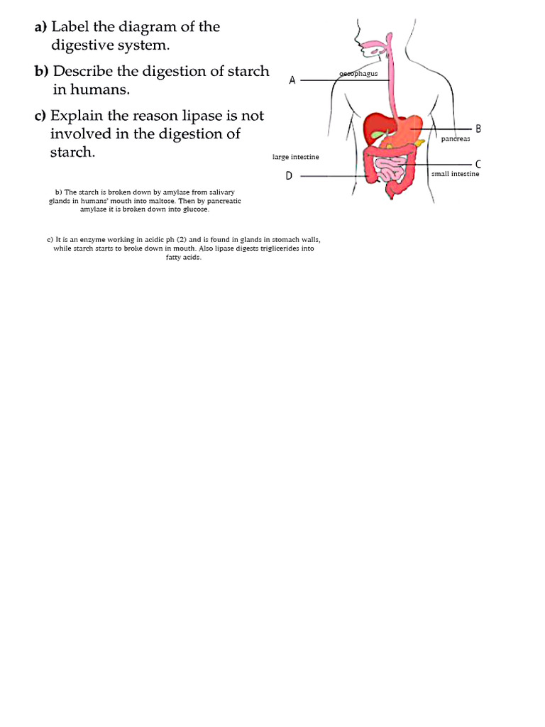 TEST Dig Heart | PDF | Artery | Heart