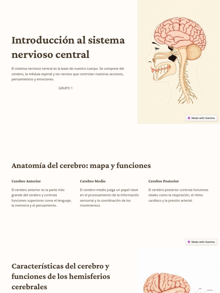 Introduccion-al-sistema-nervioso-central (3) | PDF | Cerebro ... Introduccion-al-sistema-nervioso-central (3) | PDF | Cerebro ...