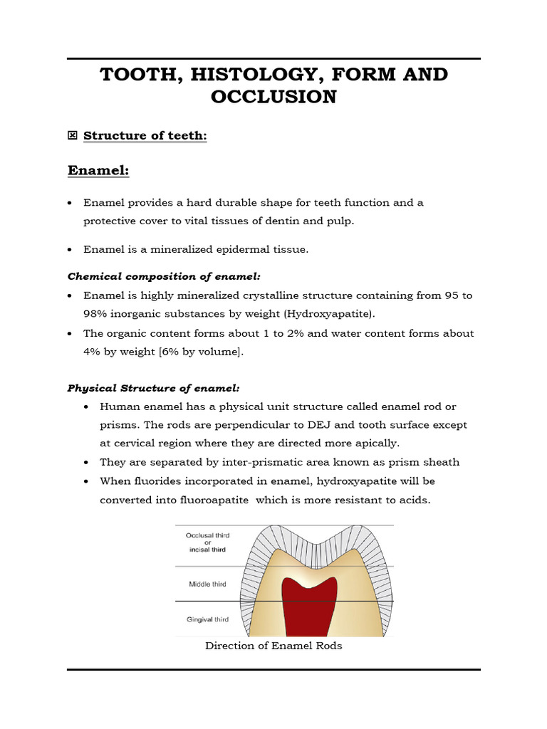 tooth form occlusion 2024 | PDF | Dentin | Tooth Enamel