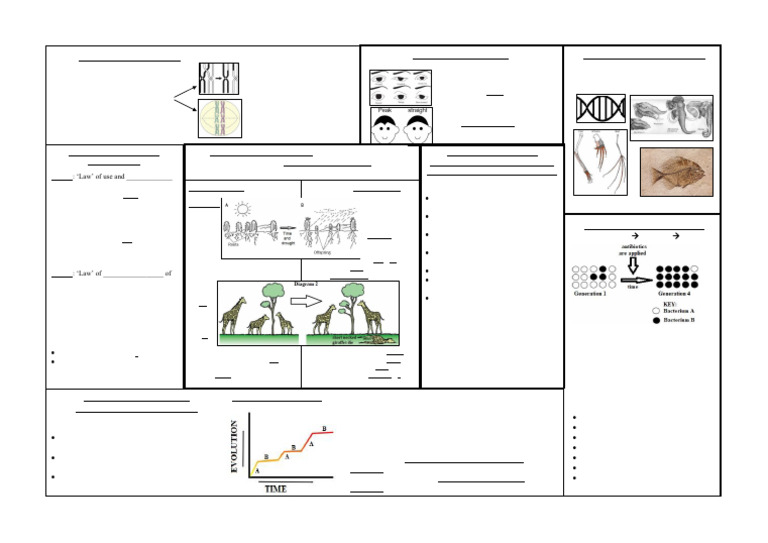 11.1 2020 Evolution English One Pager FINAL Final | PDF | Evolution ...