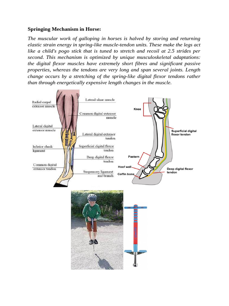 Springing Mechanism in Horse Geology | PDF | Foot | Musculoskeletal System