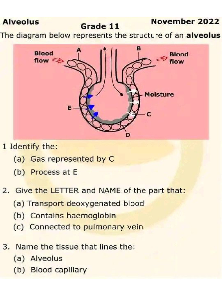 Alveolus (Problems & Solutions.. Life Science) | PDF