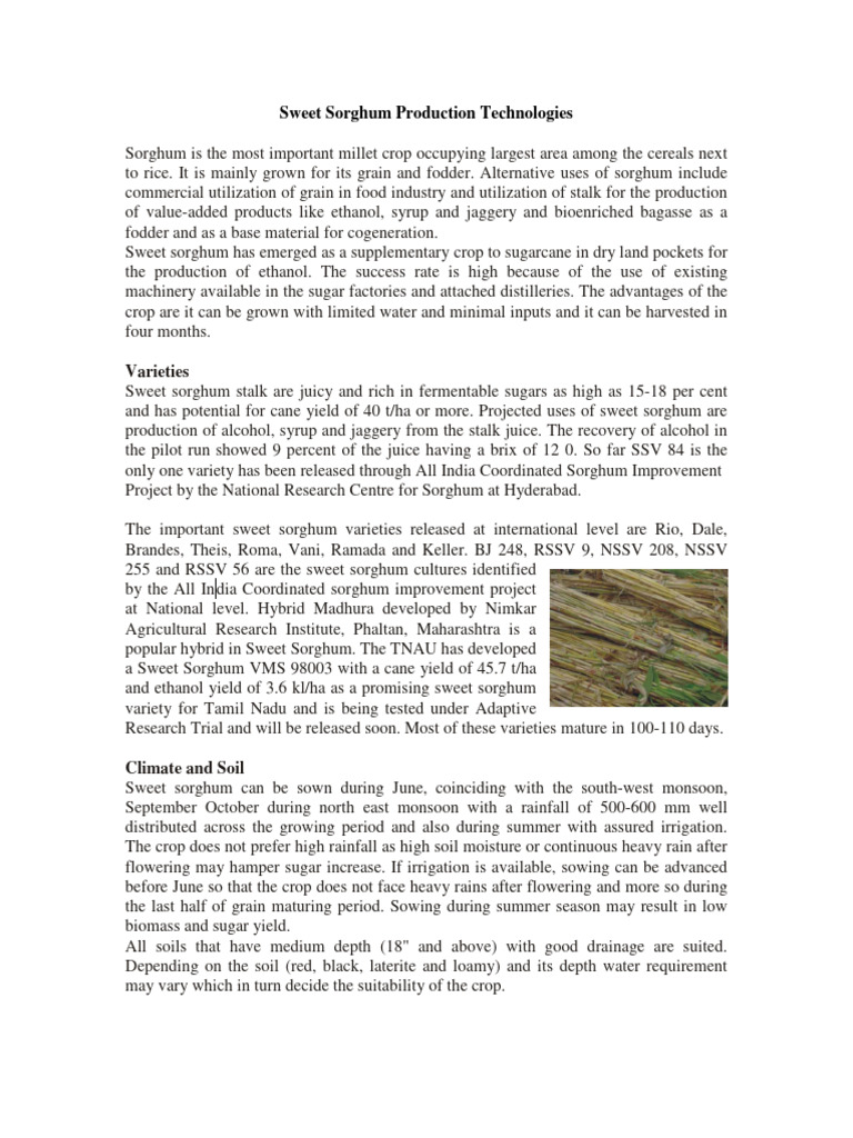 Sorghum | PDF | Sowing | Sugarcane