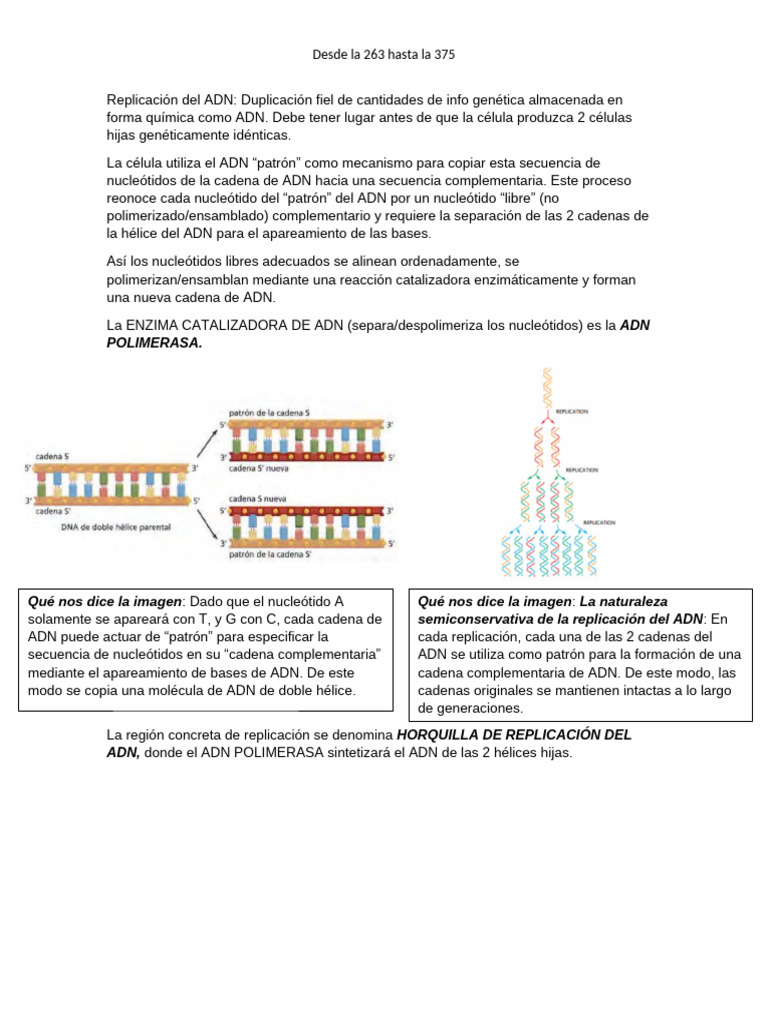 Replicación Del ADN | PDF | Adn | Replicación De Adn