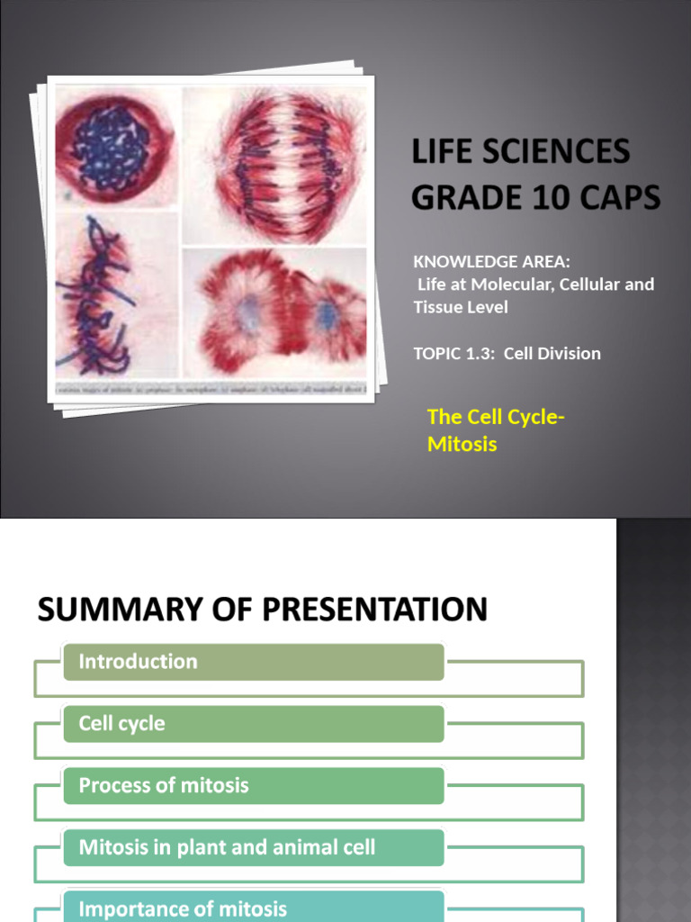 PP5 The Cell Cycle Mitosis 1453876766 | PDF | Mitosis | Cell (Biology)