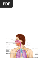 Respiratory System GRADE 6 | PDF | Respiratory Tract | Lung