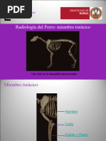 Anatomía Del Hueso Del Húmero Del Perro AnatomyLearner - El Lugar para ...