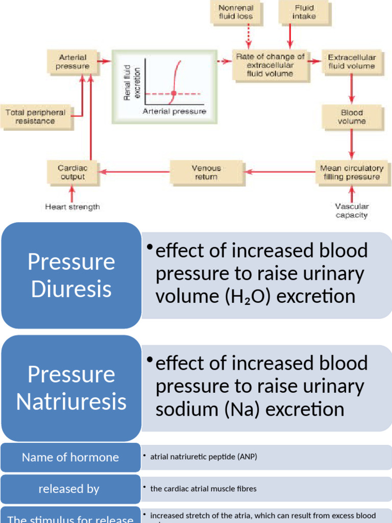 Pressure Diuresis and Natriuresis Explained | PDF | Kidney | Endocrine ...