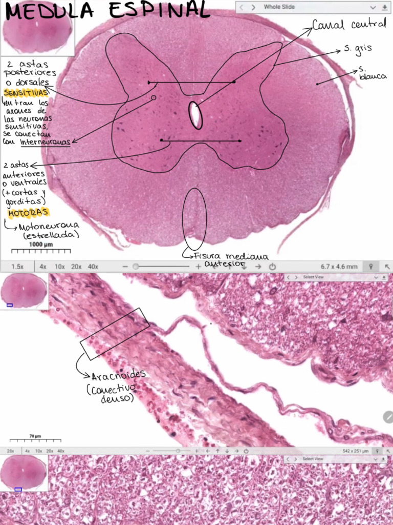 Médula Espinal | PDF