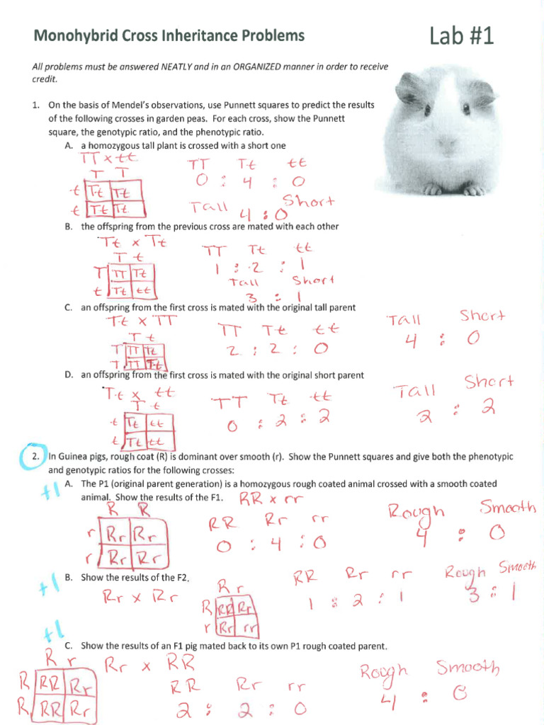 Monohybrid Practice Problems 2 Answers | PDF
