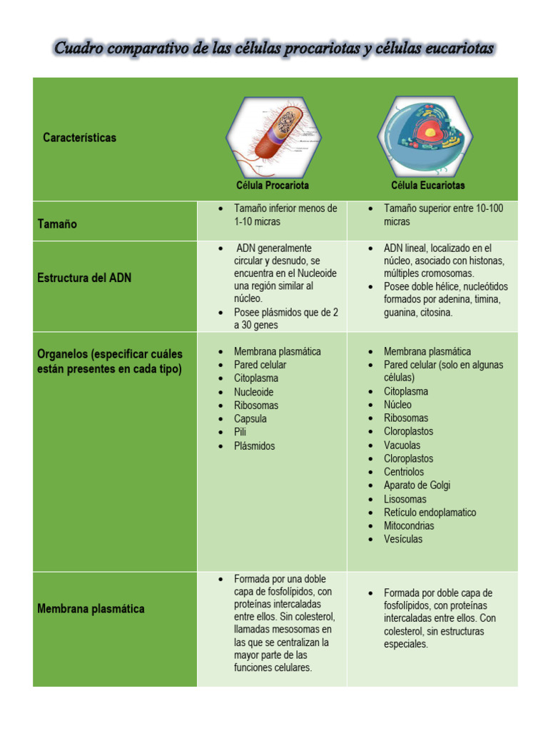 Cuadro Comparativo de Las Células Procariotas y Células Eucariotas | PDF | Biología Celular ...
