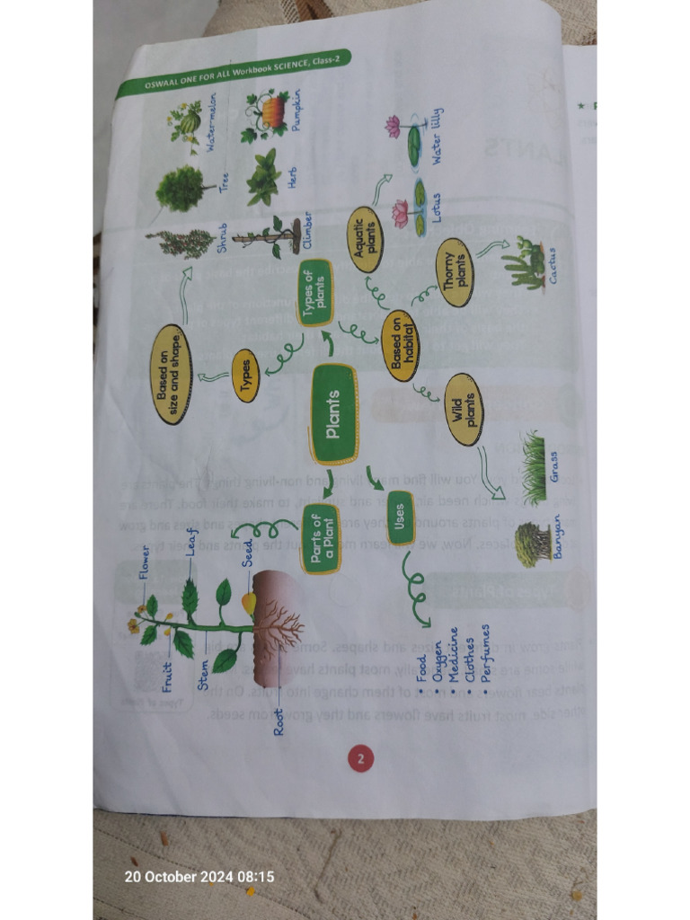 Mindmap Class 2 Oswaal NSO SOF | PDF
