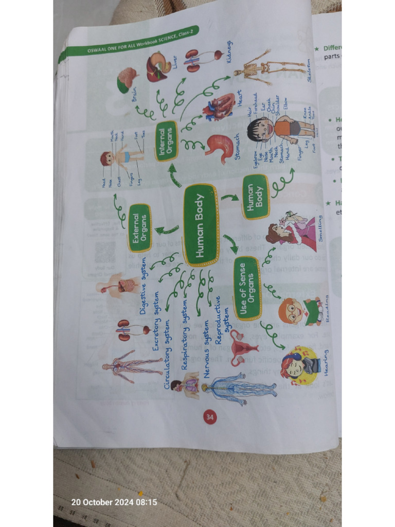 Mind Map Oswaal NSO SOF Class 2 | PDF