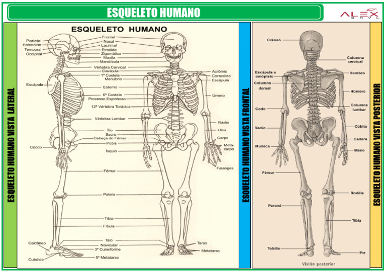 Esqueleto Humano | PDF