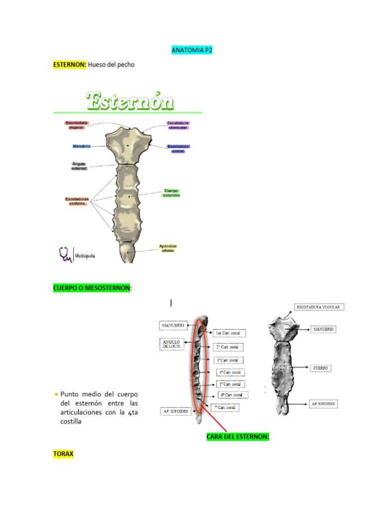 Anatomía del Esternón y Miembros Torácicos | PDF