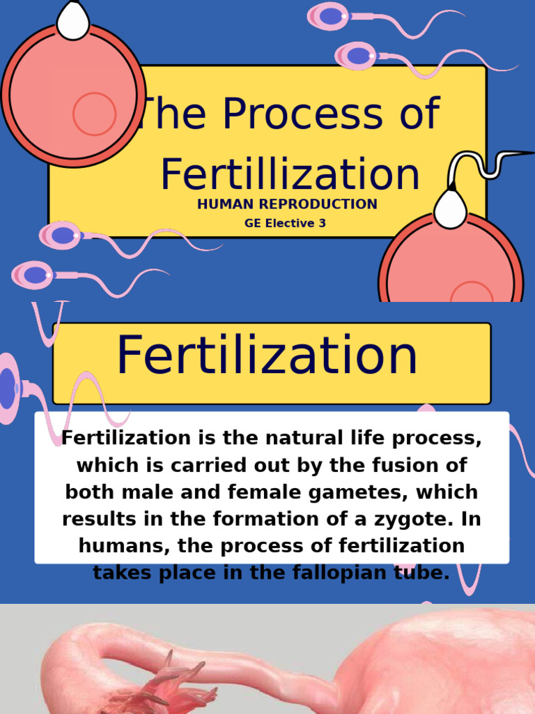 Human Fertilization Process Explained | PDF | Fertilisation | Sperm