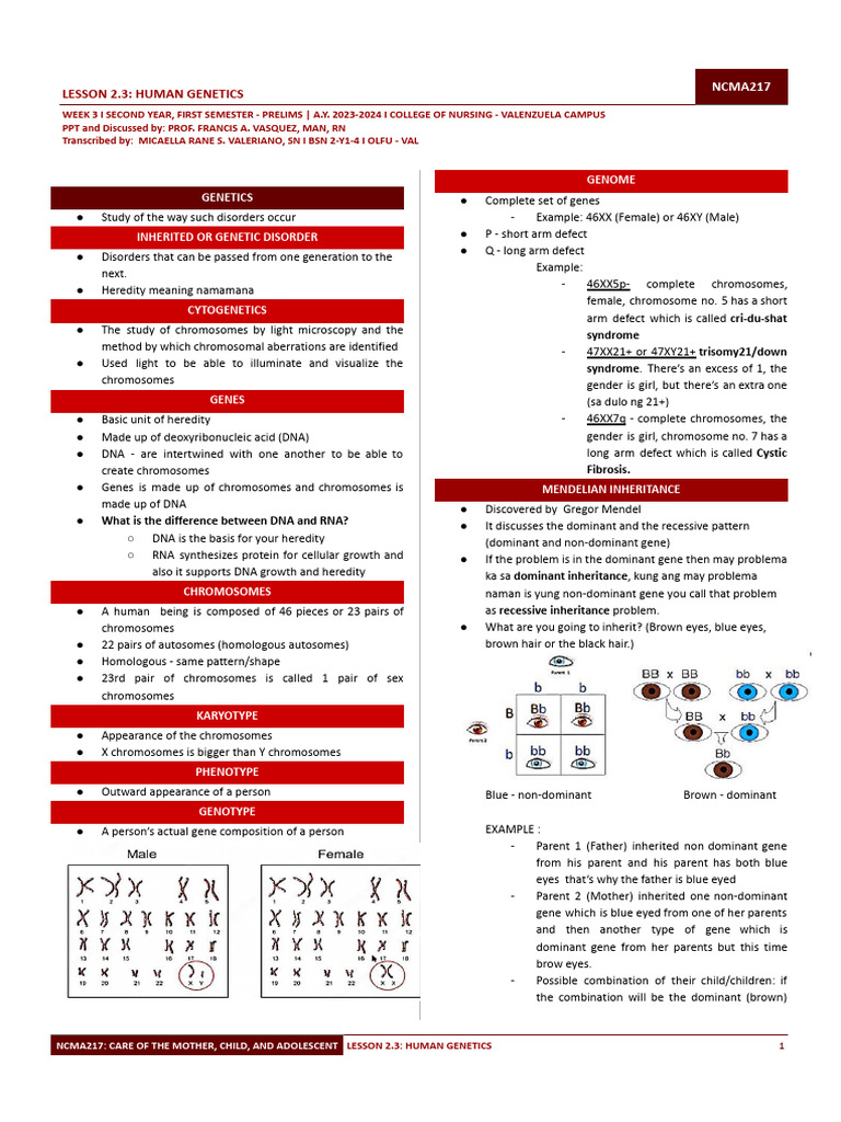 Human Genetics Lesson Overview | PDF | Dominance (Genetics) | Zygosity