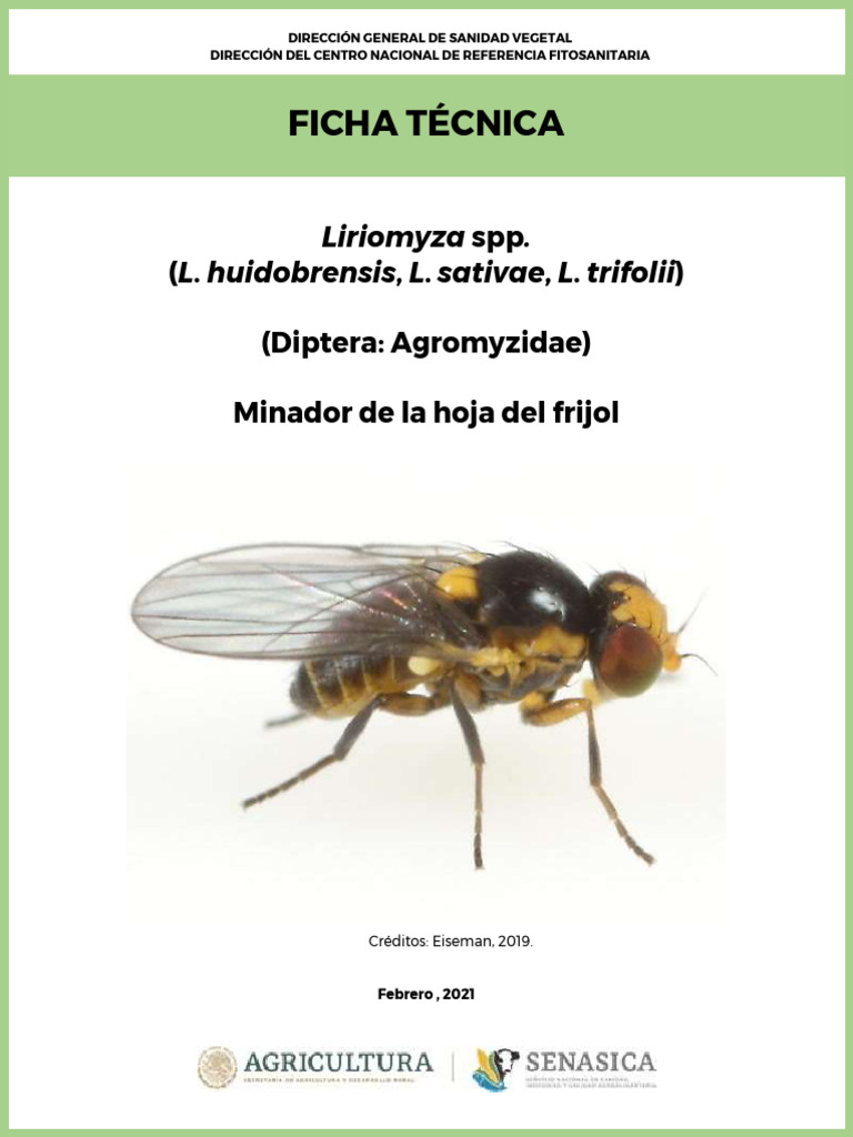 Minador de la hoja: Liriomyza spp. | PDF | Américas | Asia