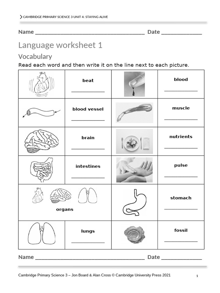 P Science 3 LanguageWorksheets Unit4 | PDF | Heart | Anatomy