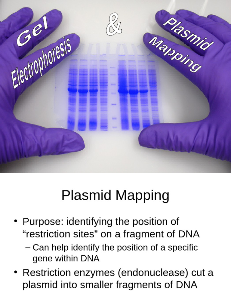 Plasmid Mapping | PDF | Science & Mathematics | Technology & Engineering
