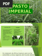 Ficha Técnica Del Pasto Imperial (Axonopus Scoparius, Hitchc) | PDF ...
