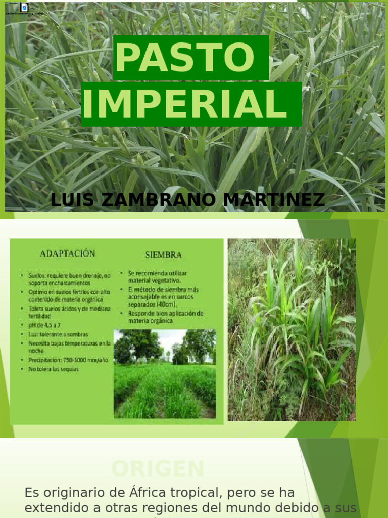 Pasto Imperial | PDF | Pasto | Nutrición